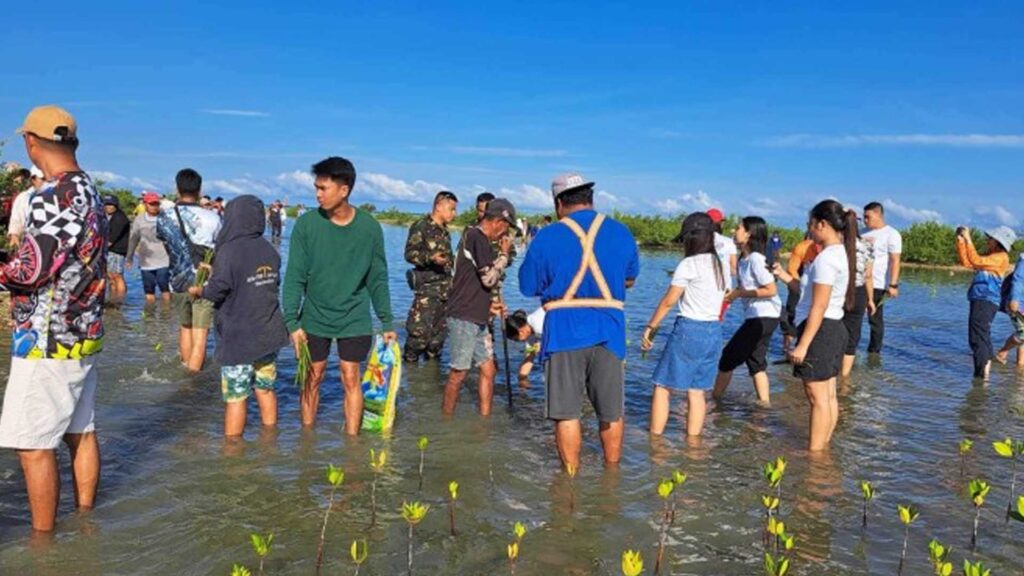 1K Mangrove Propagules Planted In Ilocos Norte’s Coastal Village ...