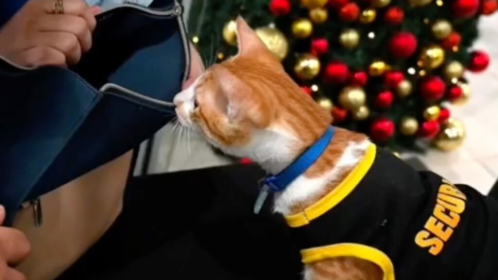 From Loss To Love: Conan The Cat's Heartwarming Role In Workplace ...