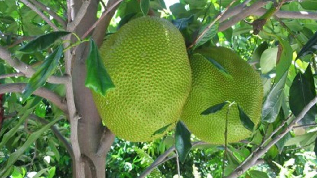 Jackfruit Processing Hub To Rise In Leyte - Society Magazine
